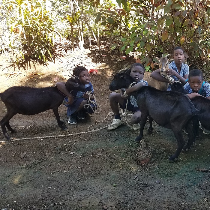 Adquisición de cabras Trou-Mahot